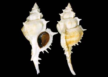 骨螺总科 Muricacea 蓝色动物学（中国动物学科普）